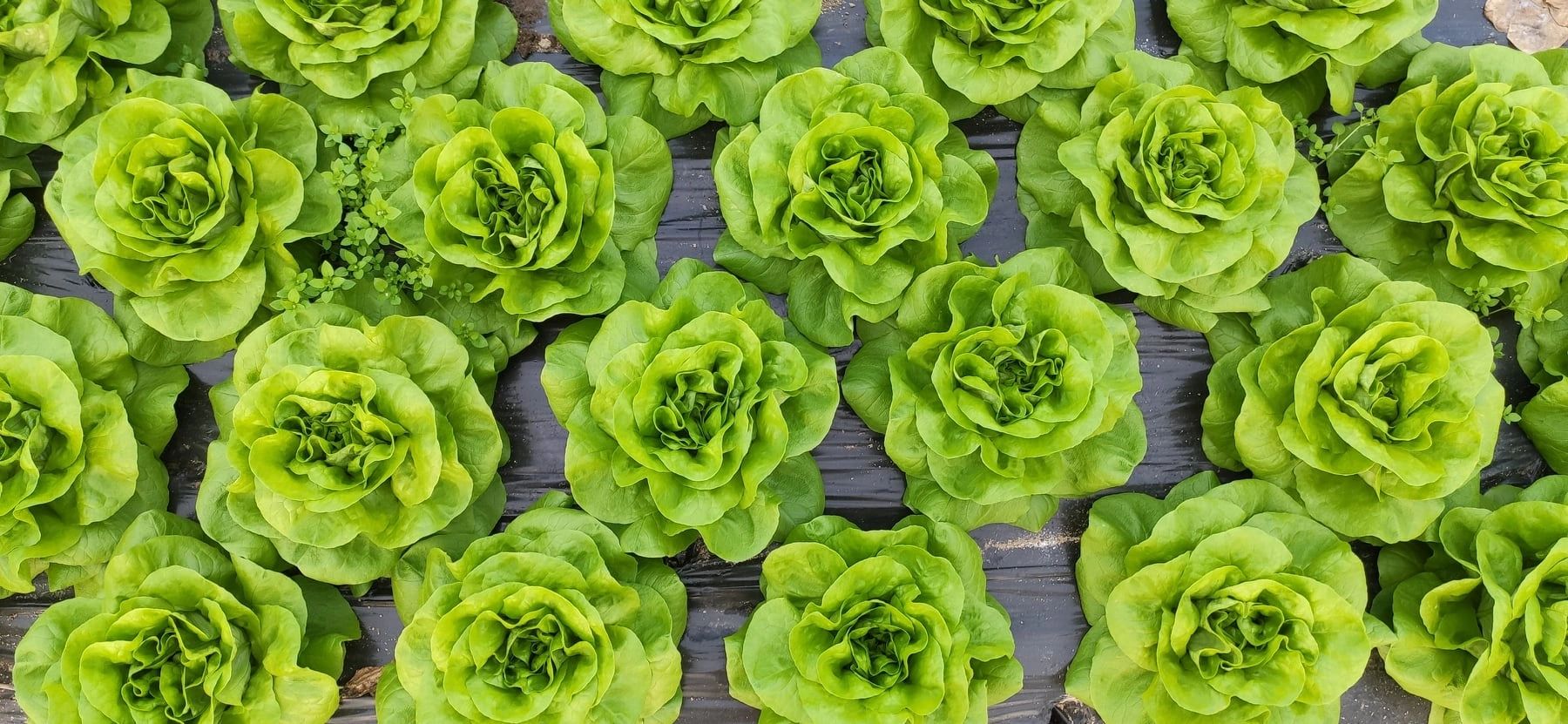 The Kentucky Roots of Bibb Lettuce