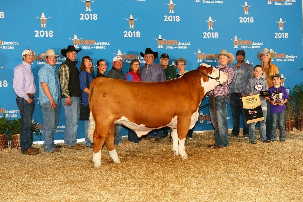 Steers, Cattle, Livestock Dealer - Yates Herefords - Lubbock, Texas