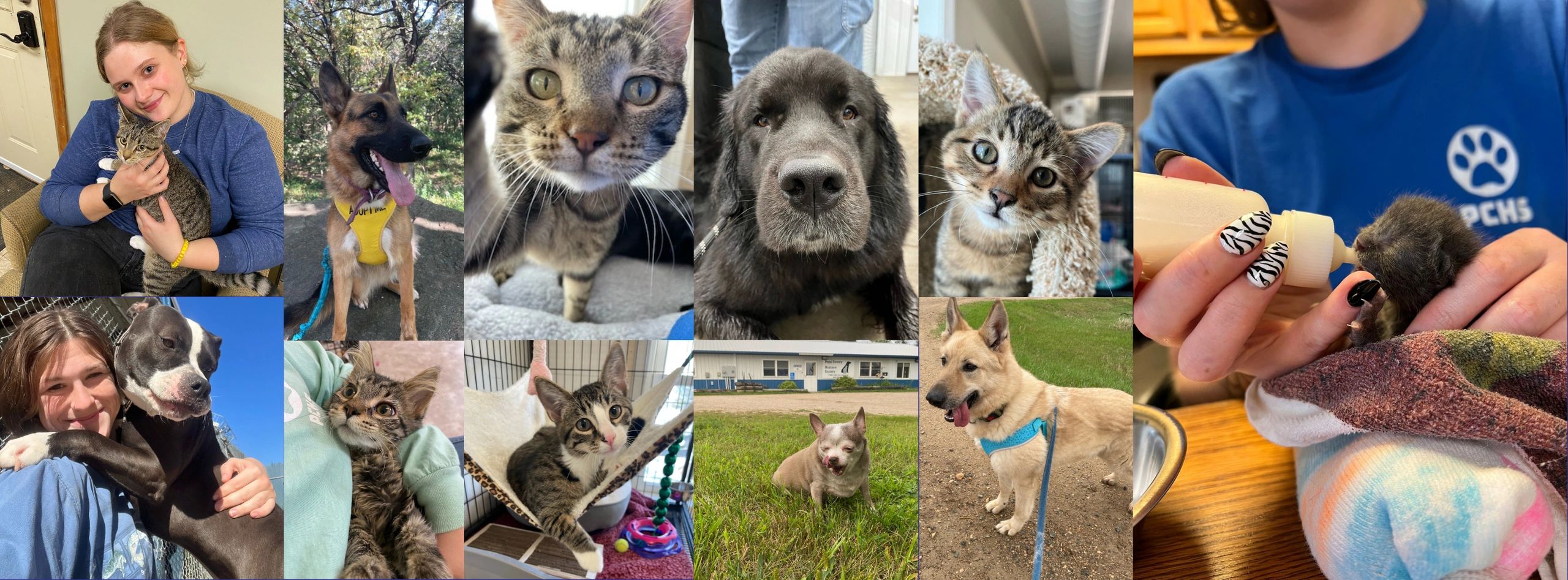 Adopt