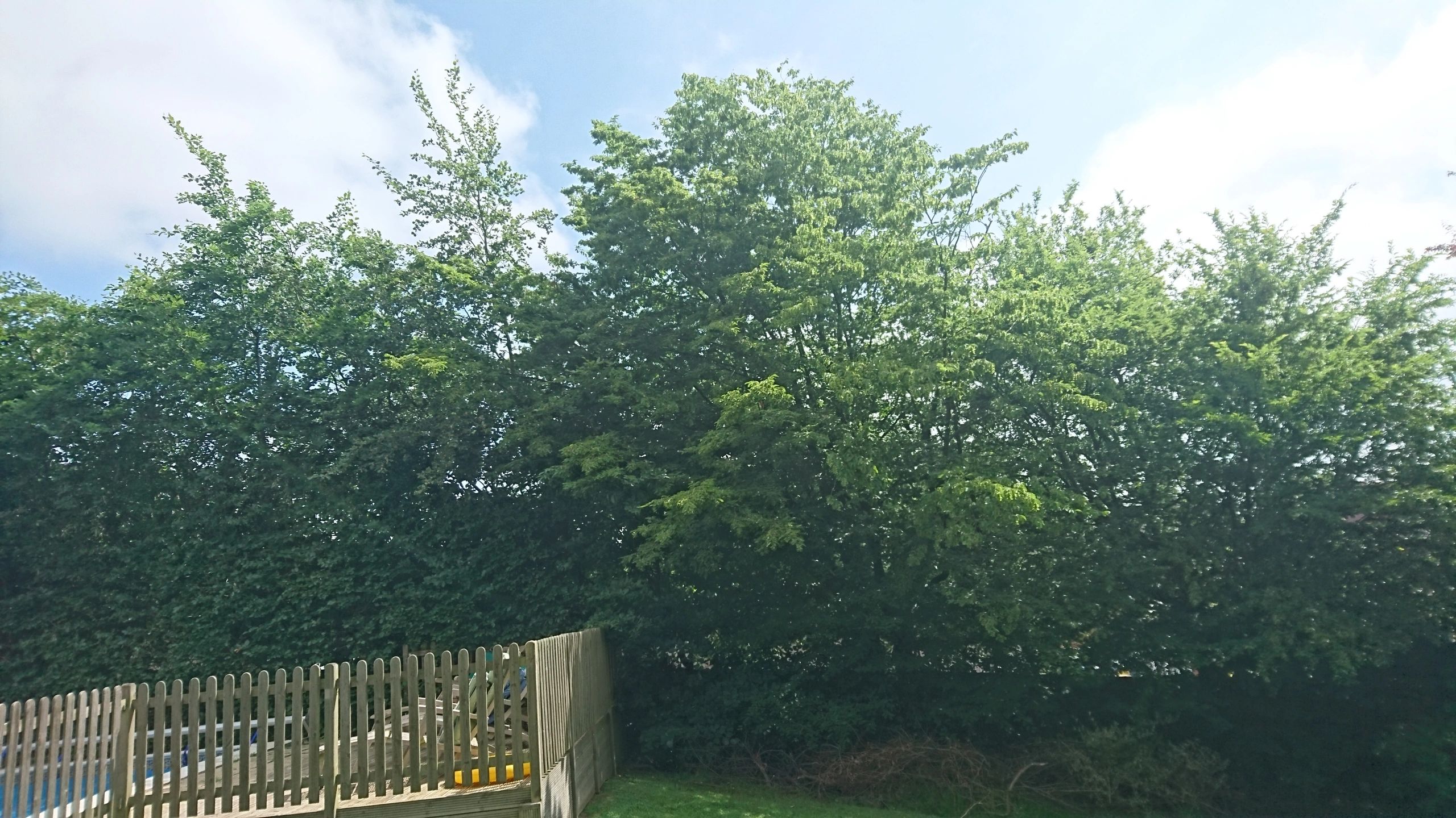 Hart Tree Surgery - Tree Services, Treework in London, Arborist