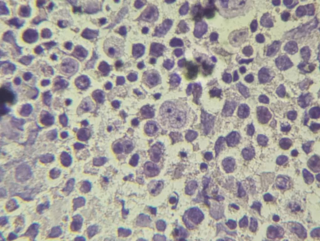 Ganglio | Citologia Ciencia y Arte