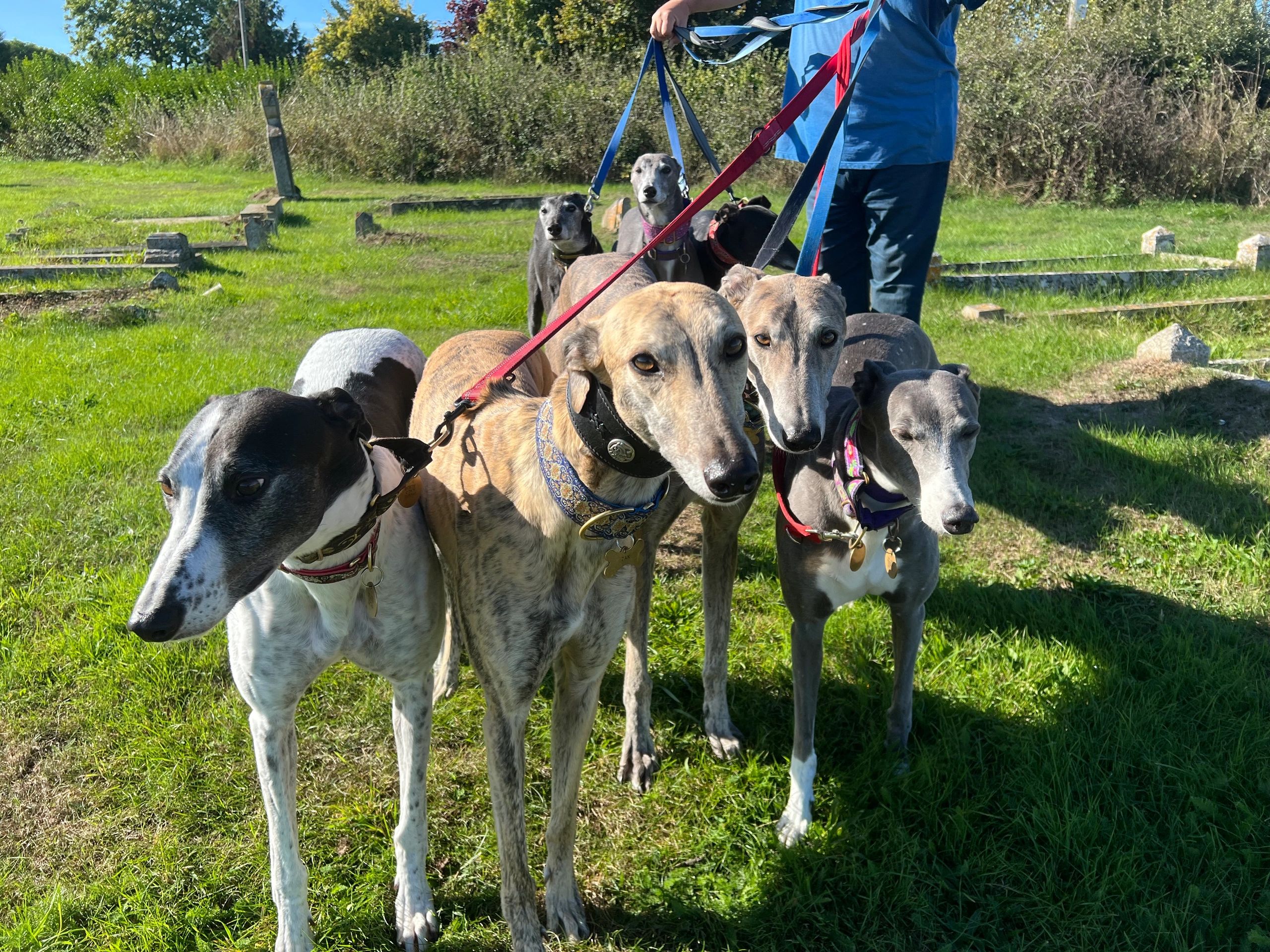 The Grey Hotel | East Anglia's favourite greyhound retreat