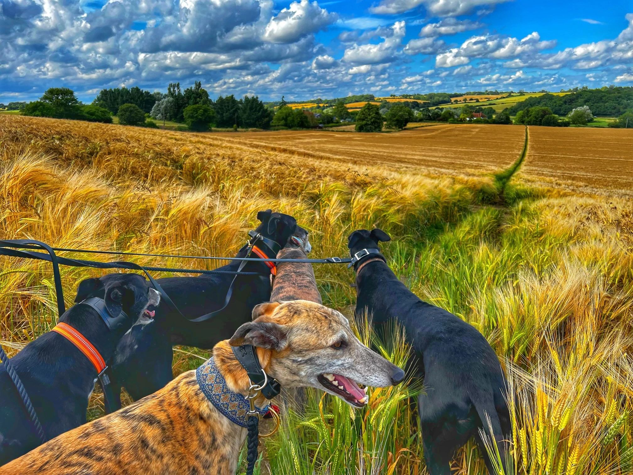 The Grey Hotel | East Anglia's favourite greyhound retreat