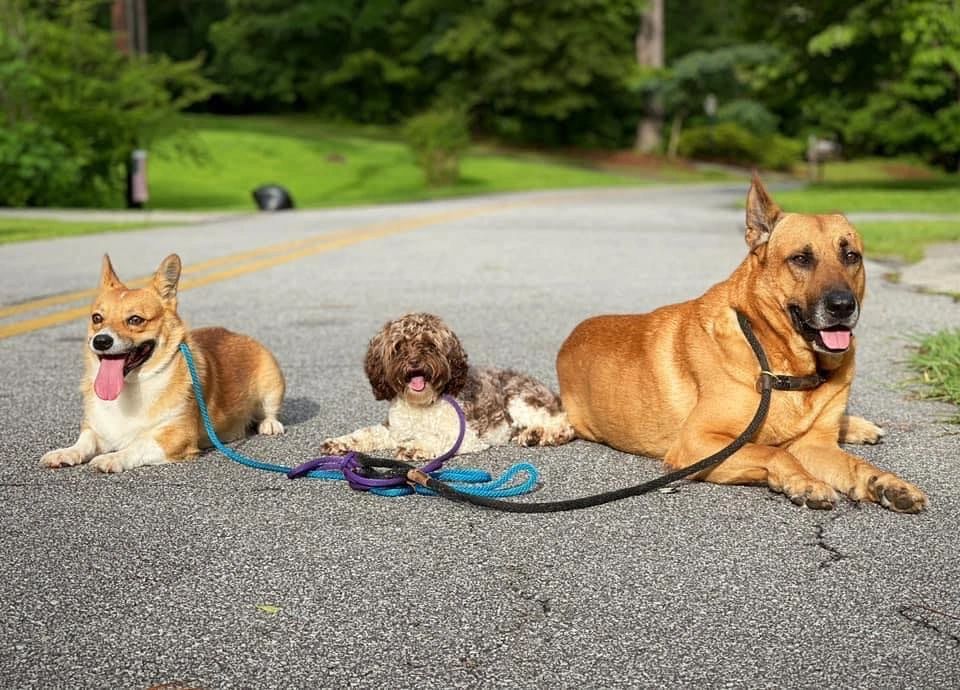 Who Is Stronger Dogs Or Humans