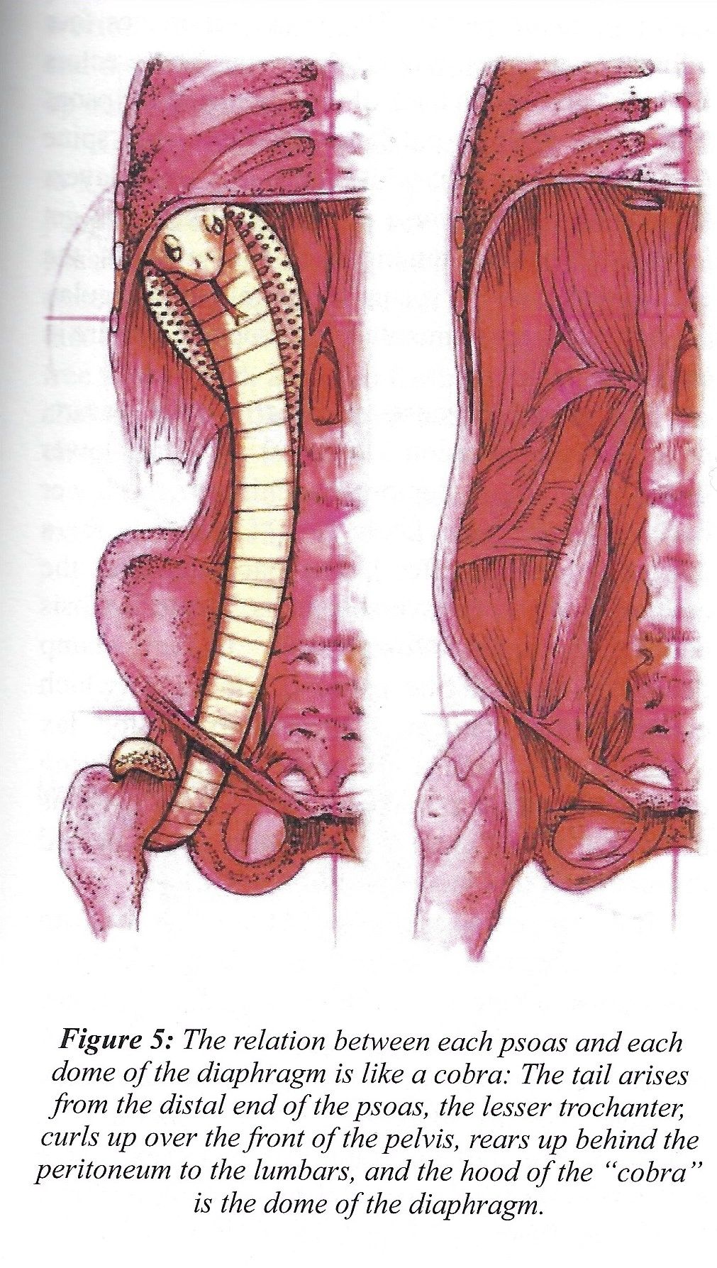 Psoas cobra