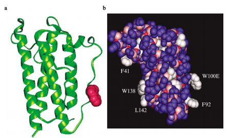 Leptin: Structure,Function and Biology
