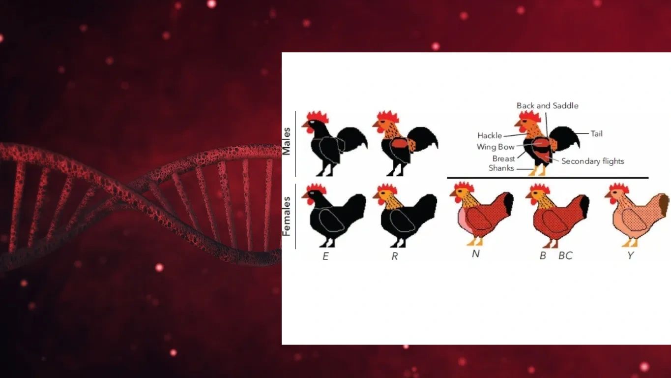 Bird Brain Genetics