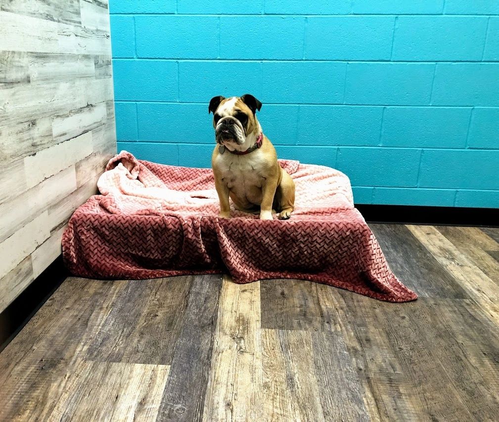 BnB Pet Retreat - Pet Sitting, Dog Boarding