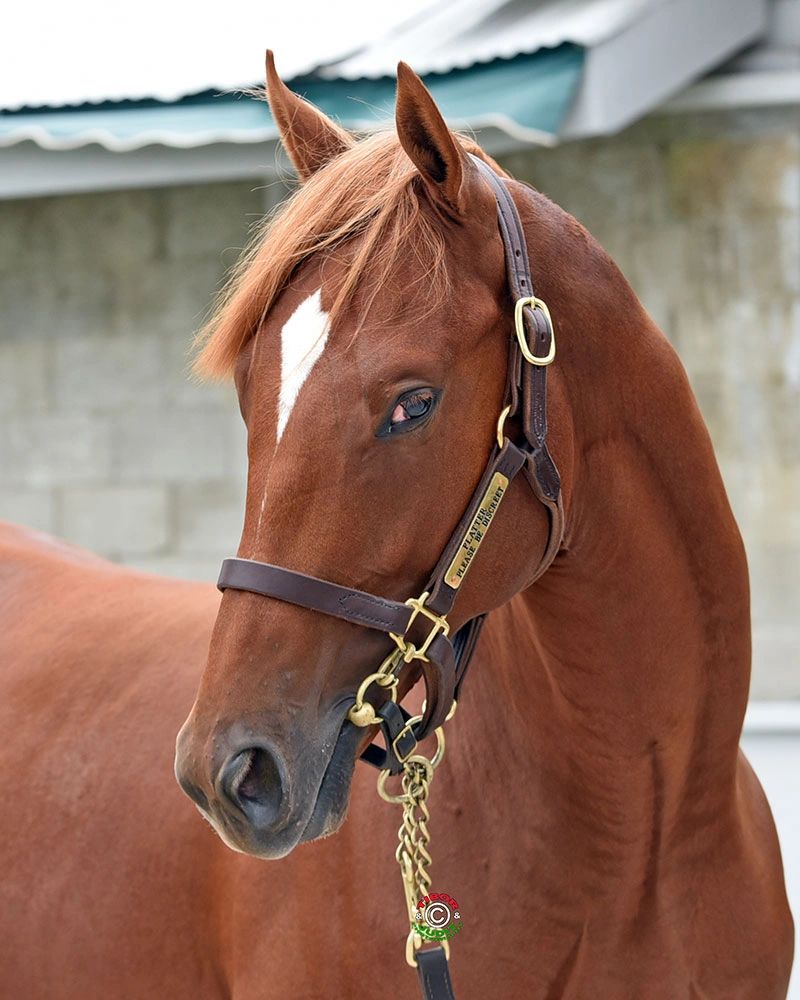 Ocala Horse Farm Complex - Horse Farms, Equine Businesses
