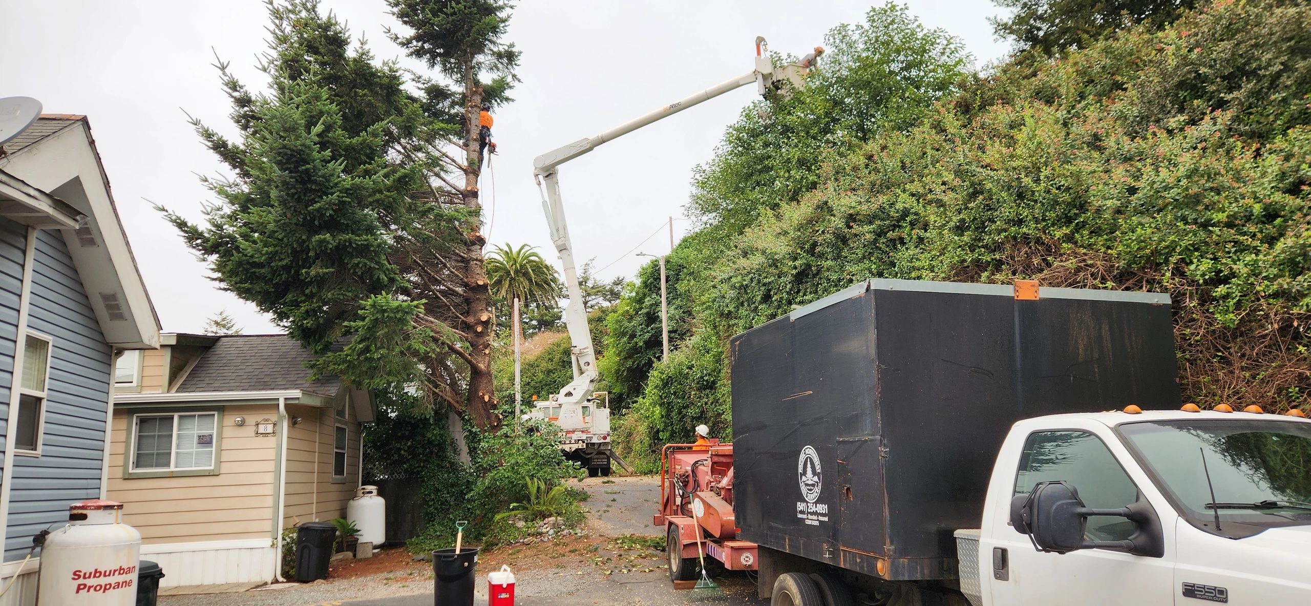 Pacific Northwest Tree Service - Home