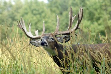 First Class Trophy Ranch - Gallery