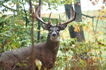 First Class Trophy Ranch - Gallery