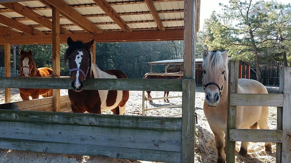 4STEPS Therapeutic Riding Program - Horseback Riding, Disabilities