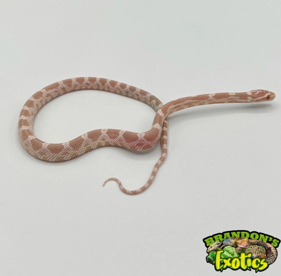 Snow Corn Snake