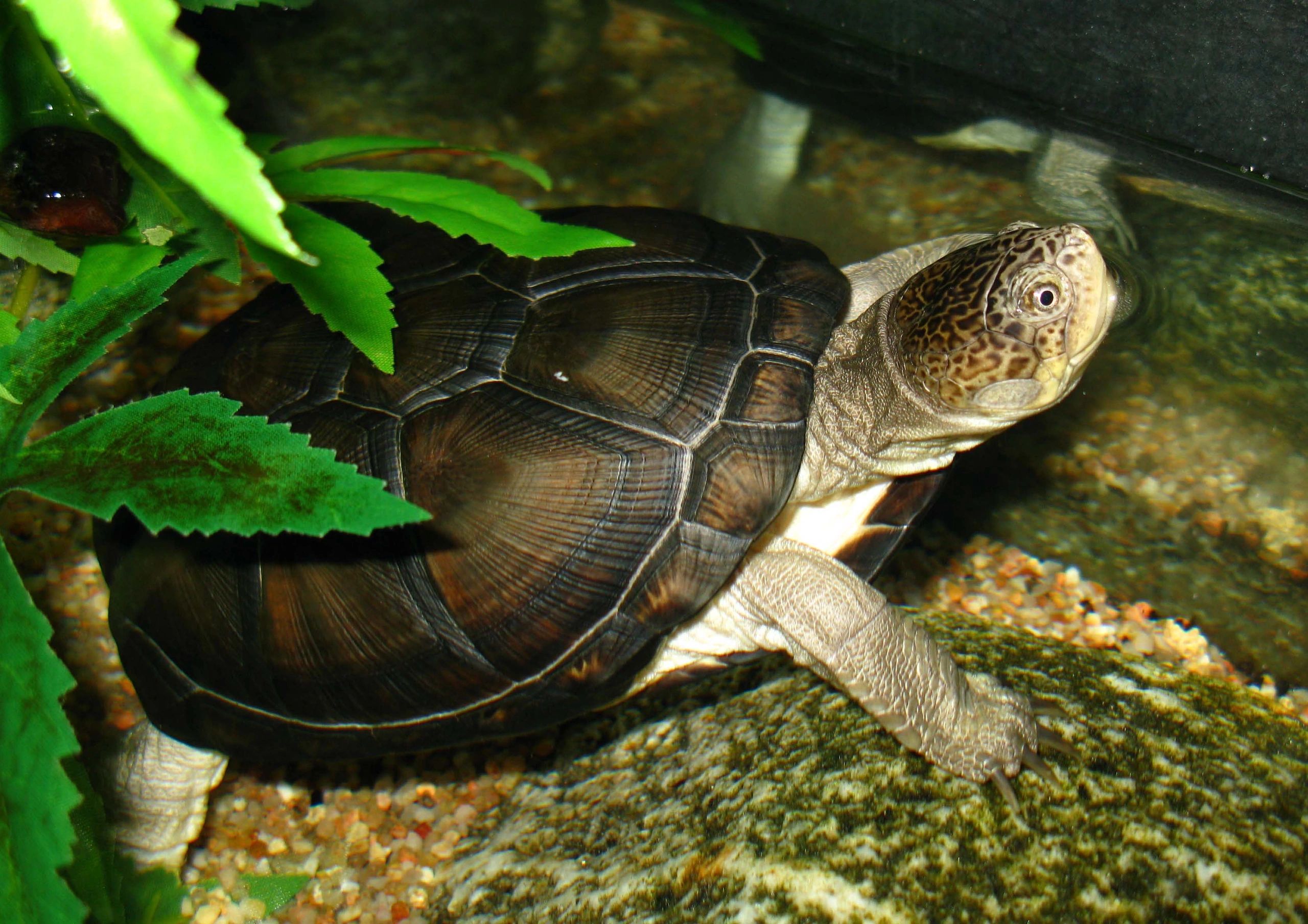 African Sideneck Turtle Care