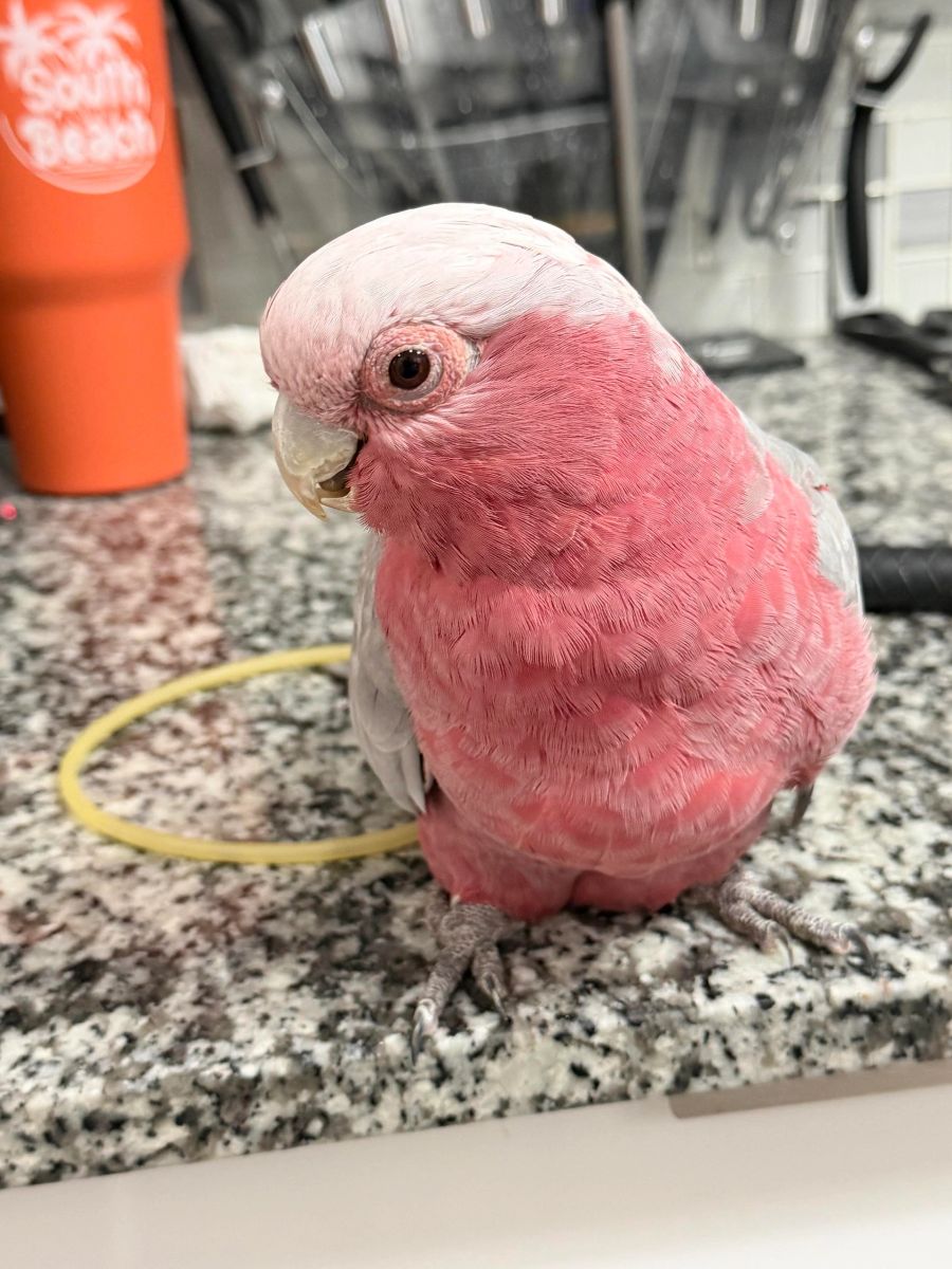 Rose Breasted Cockatoo