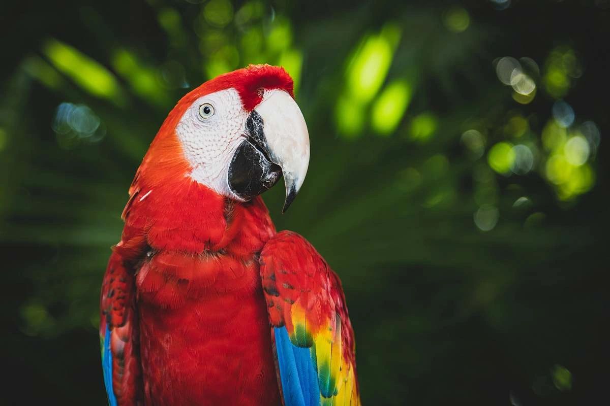 Basic Macaw Care Guide
