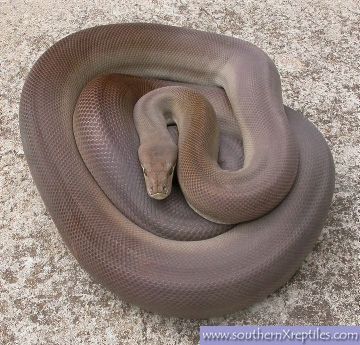 Olive Python Care Guide