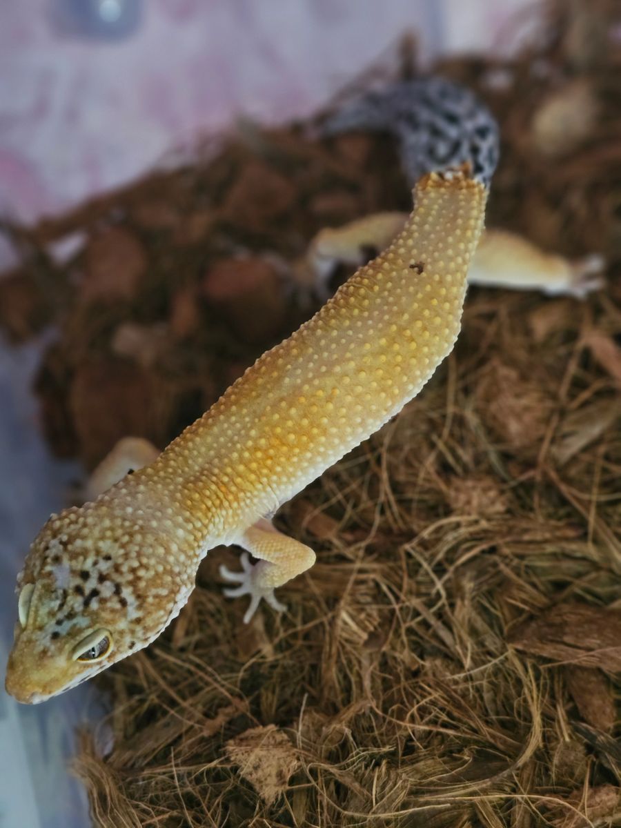 Assorted Adult Leopard Geckos