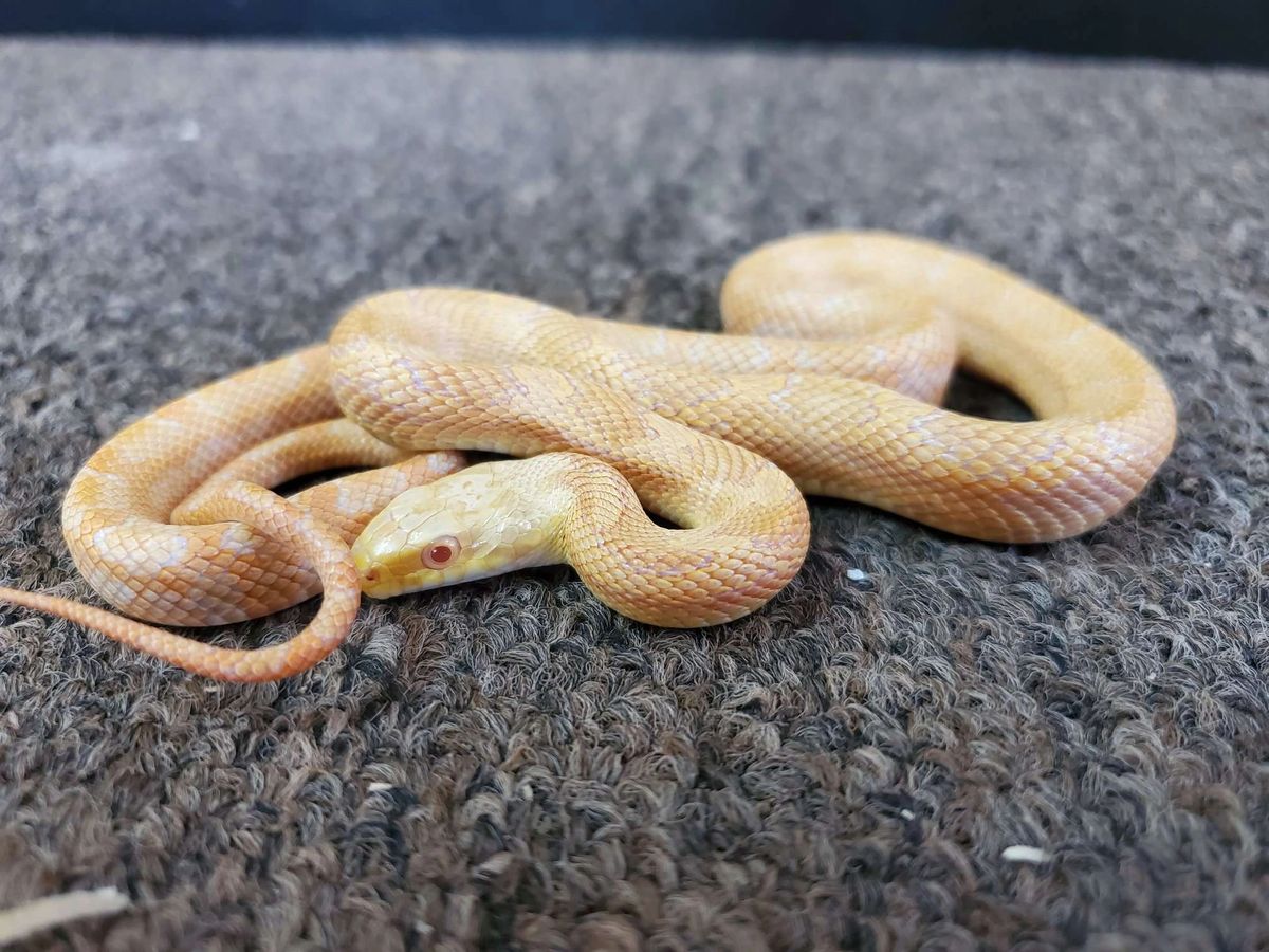 Albino Black Rat Snakes (Elaphe obsoleta obsoleta)