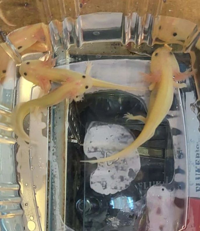 Light Copper Axolotl