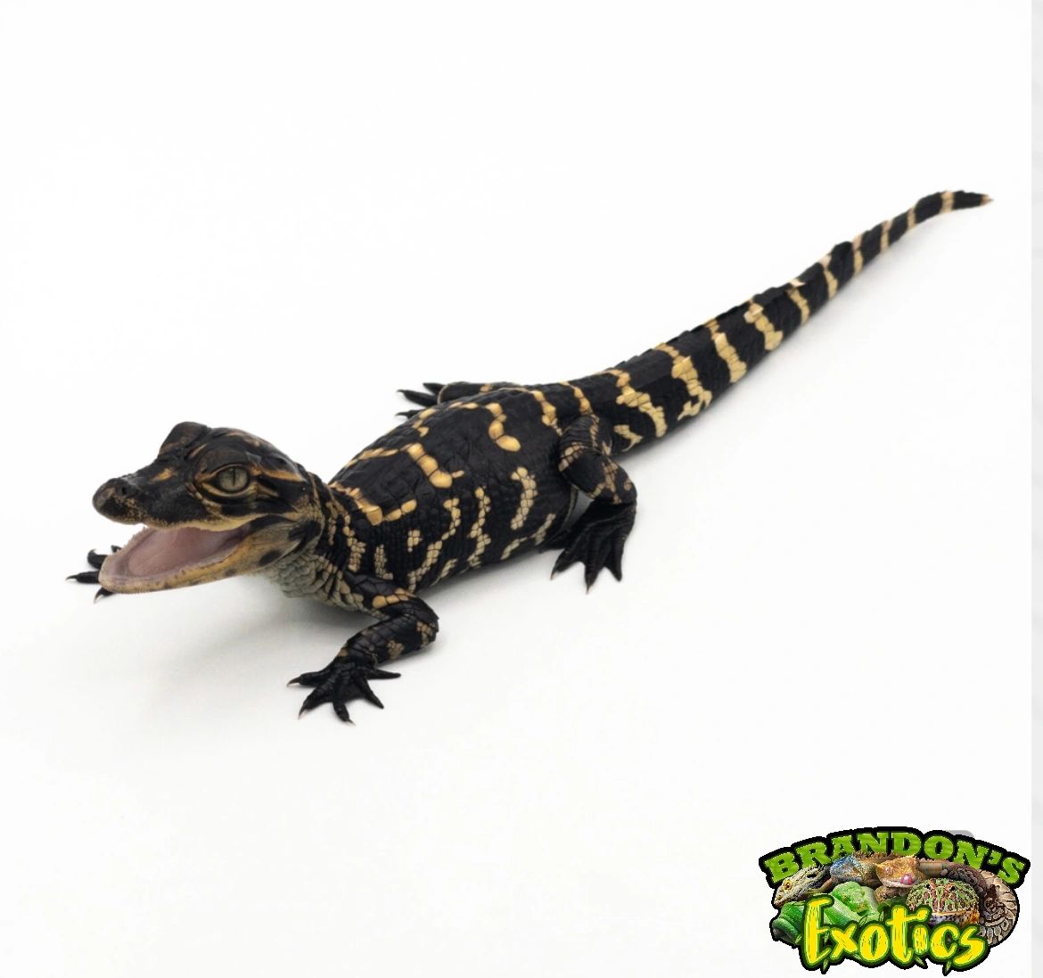 Alligator – Babies