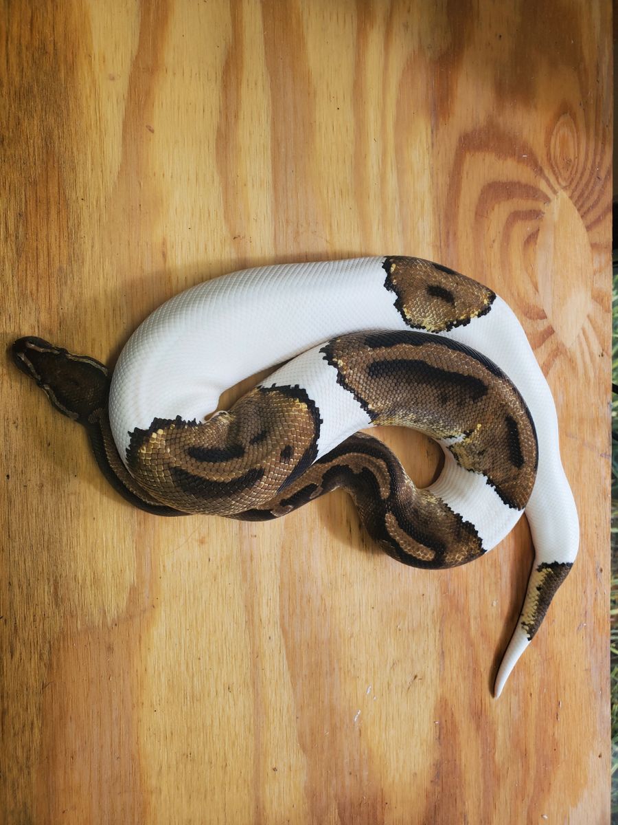 Adult Male Pied Ball Python