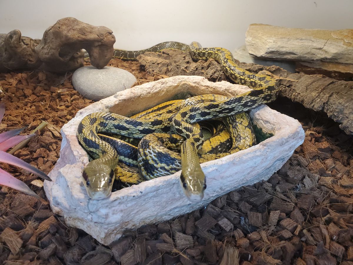 Taiwanese beauty snakes ( PAIR )