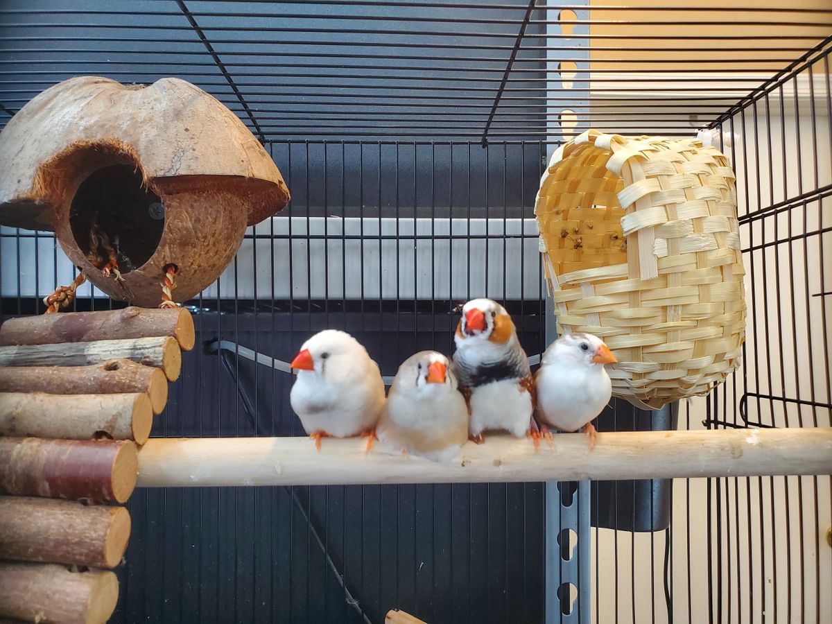 Assorted Fancy Zebra Finches