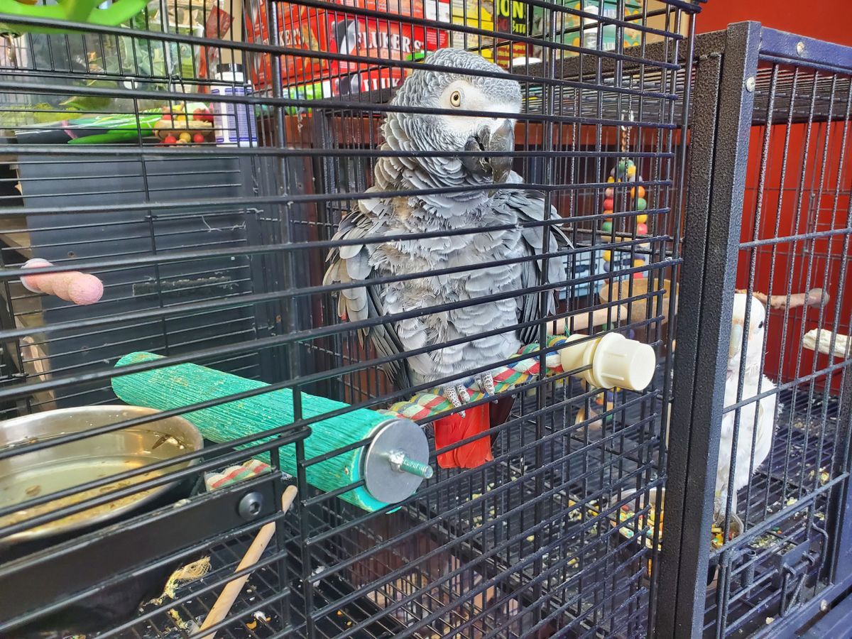 AFRICAN GREY PARROT