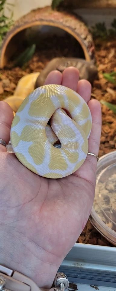 Baby Albino Ball Python
