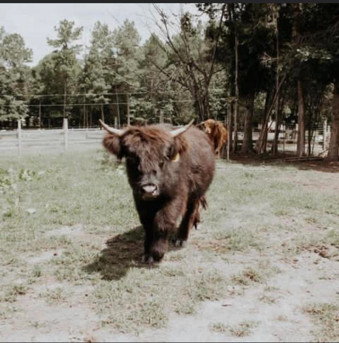 Scottish Highland Cow