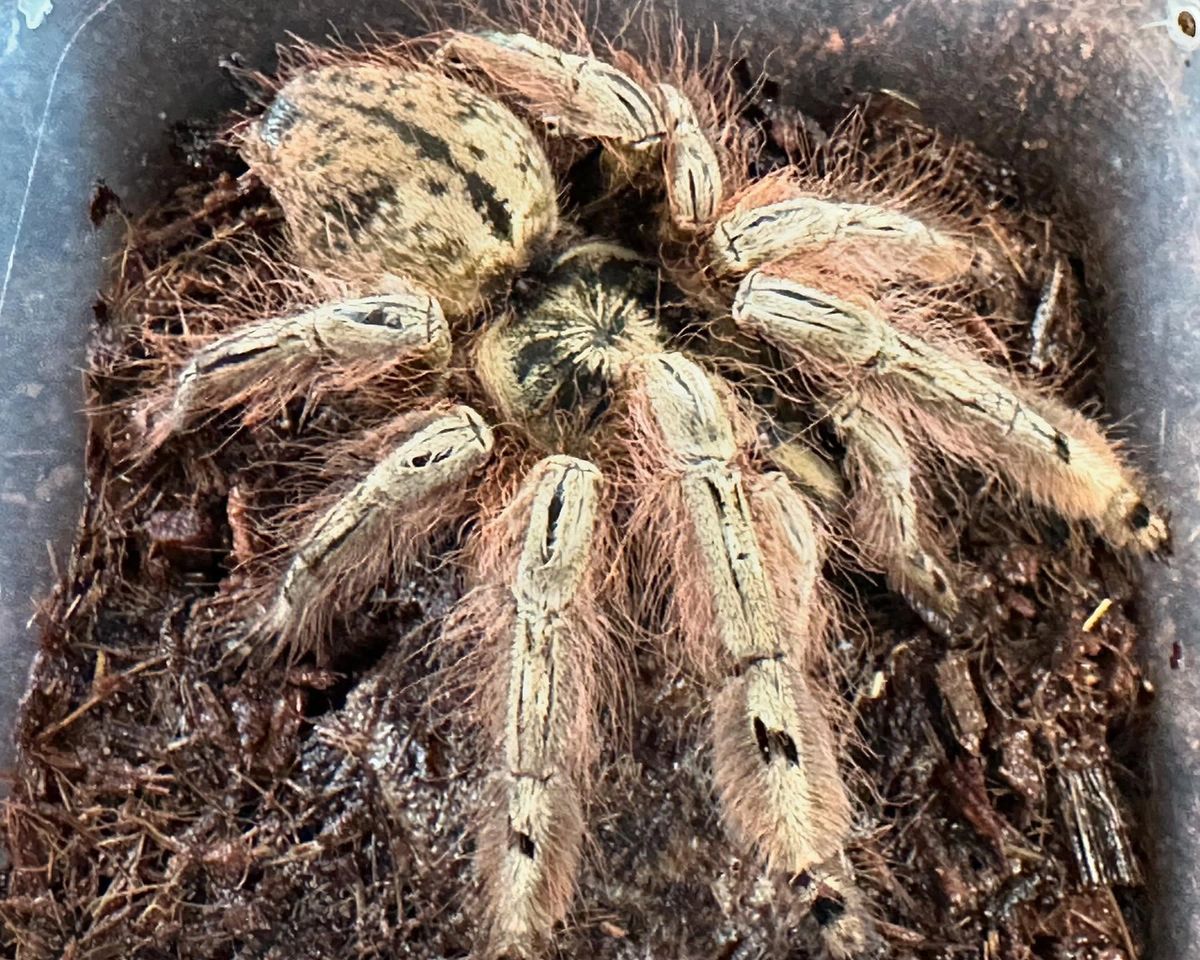 Stromatopelma calceatum - Featherleg Baboon Tarantula