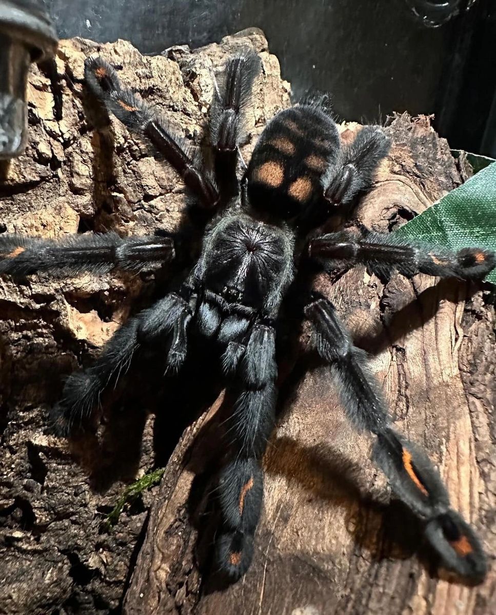 Psalmopoeus irminia (Venezuelan Sun Tiger Tarantula)