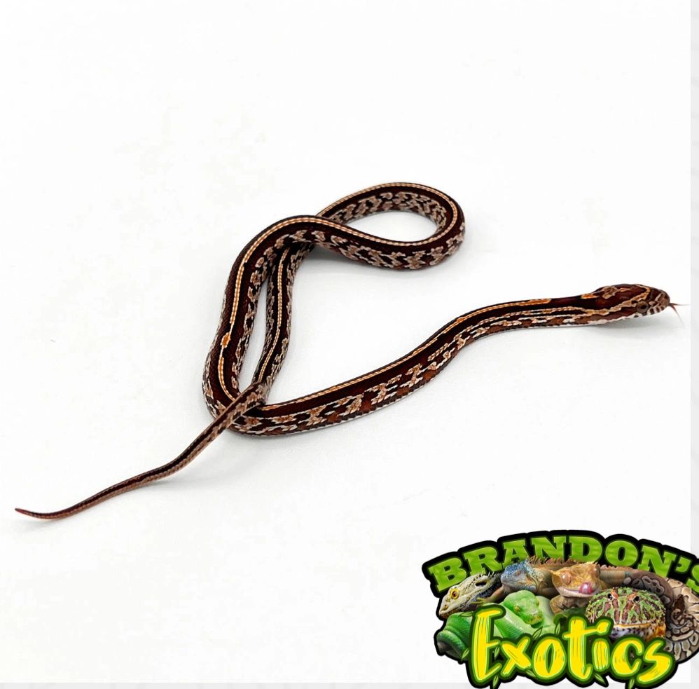Tessera Corn Snake – baby