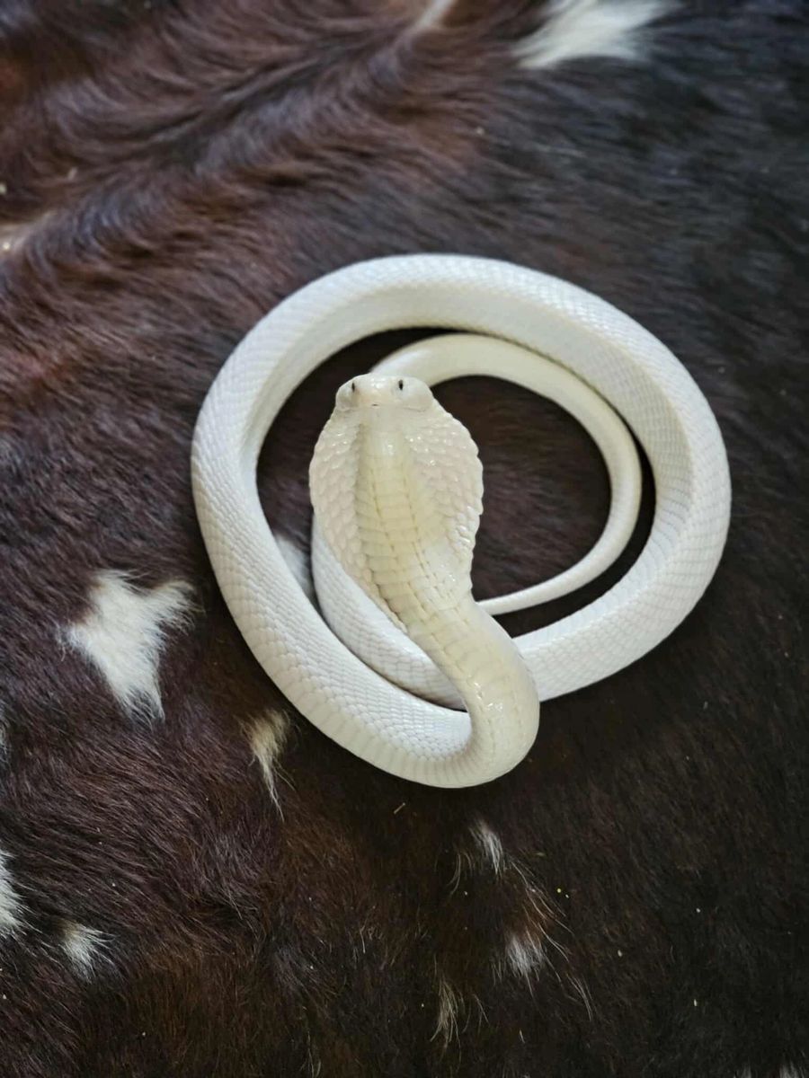 Leucistic Monocled Cobra (Naja kaouthia ) ADULT- CALM