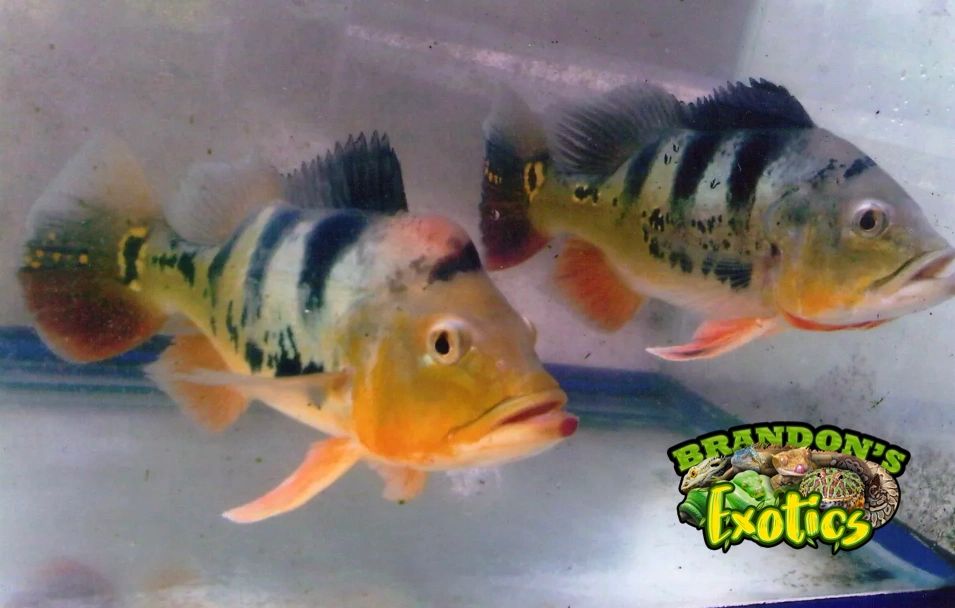 Peacock Bass Cichlid Reg