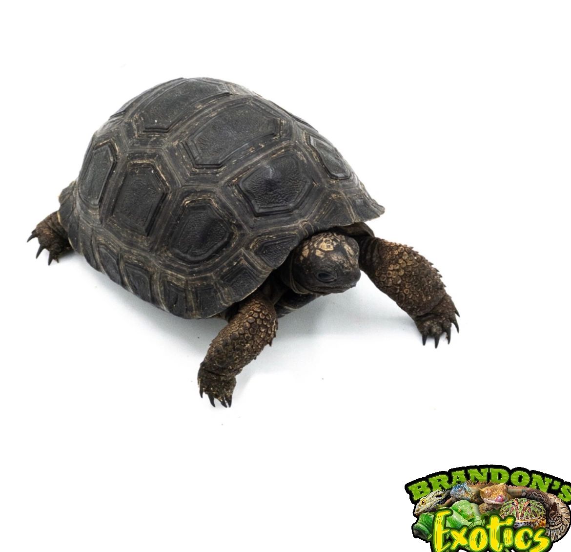 Aldabra Tortoise – 20 inch ( Aldabrachelys gigantea )