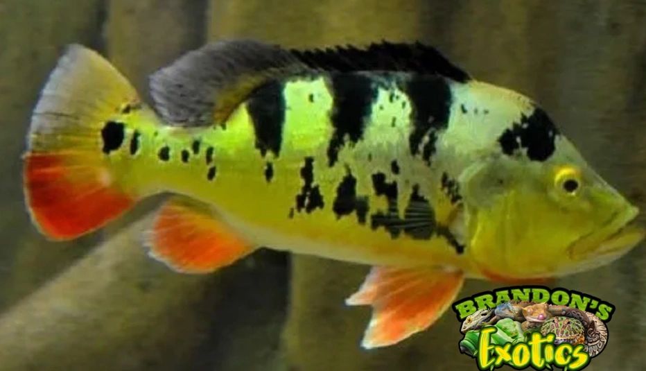 Peacock Bass Cichlid M/L