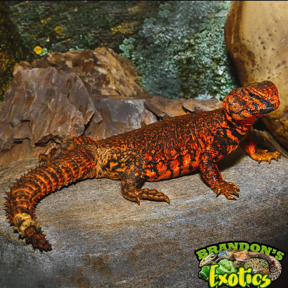 Red Niger Uromastyx – juvenile to adult ( Uromastyx sp. )