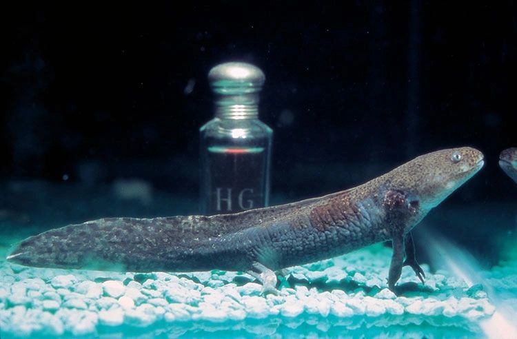 WILD TYPE AXOLOTL