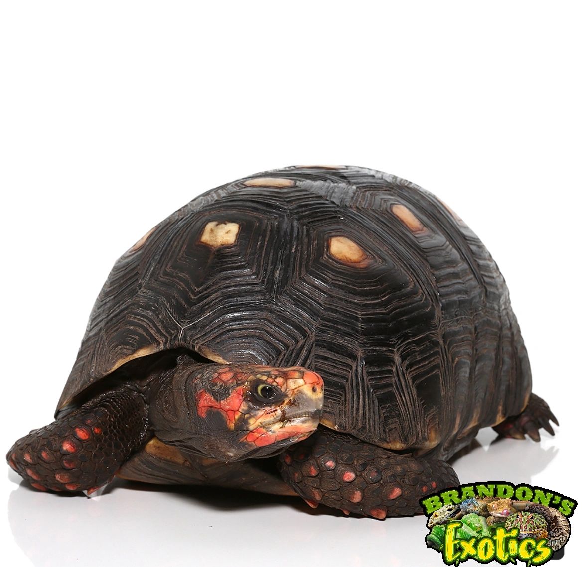CHERRY HEAD RED FOOT TORTOISE