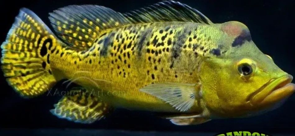 Kelberi Peacock Bass Large ( Tank raised )