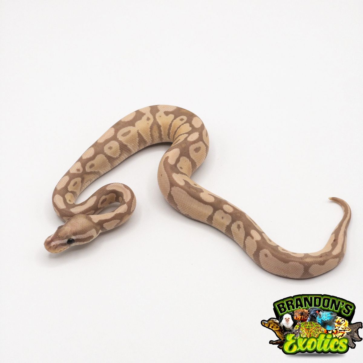 AXANTHIC BANANA BALL PYTHON