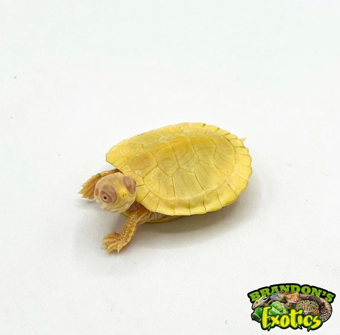Albino Red Ear Sliders