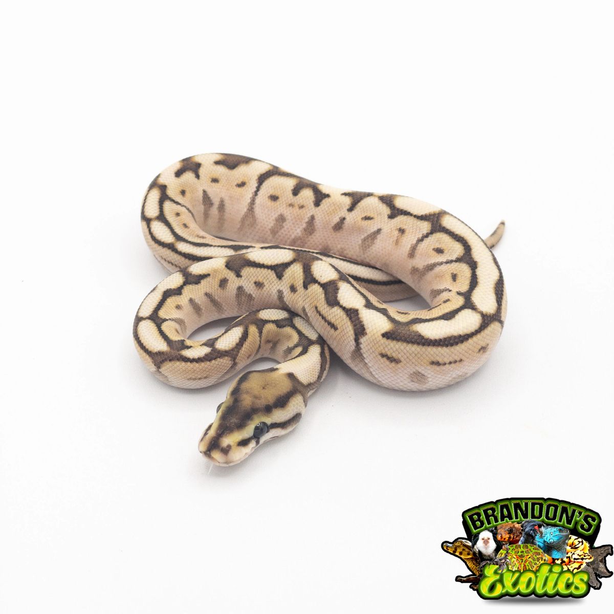 BUTTER SPIDER BALL PYTHON
