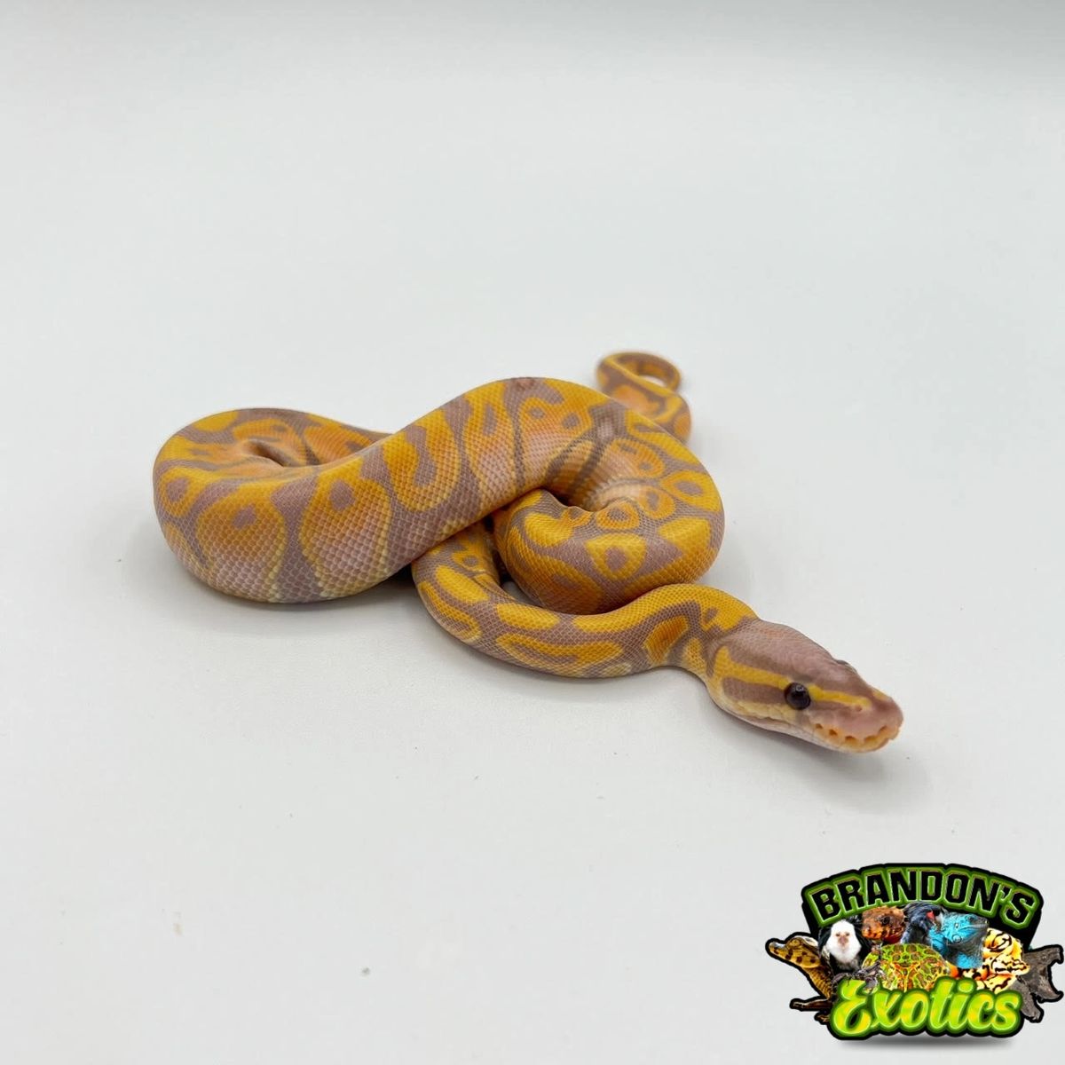 BANANA MOJAVE BALL PYTHON