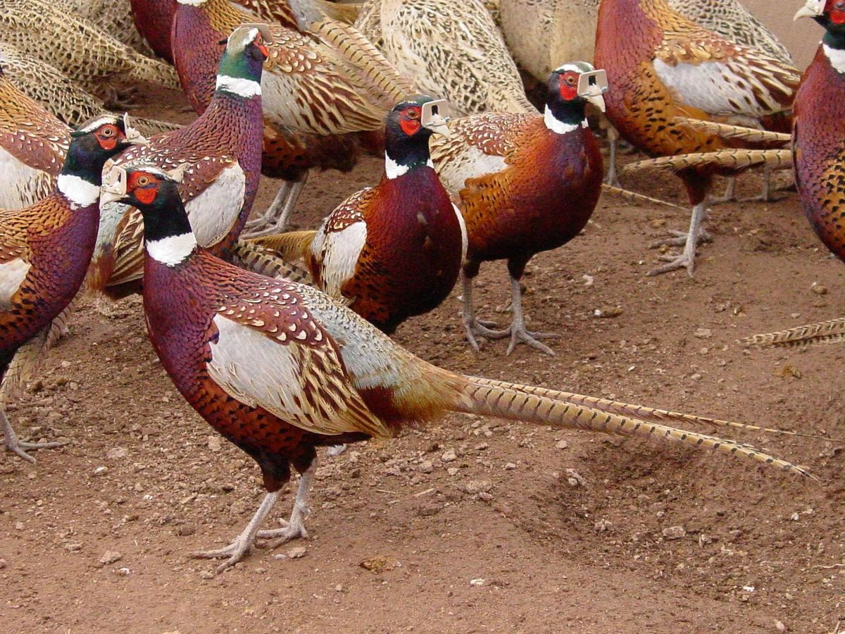Ringneck Pheasant pair