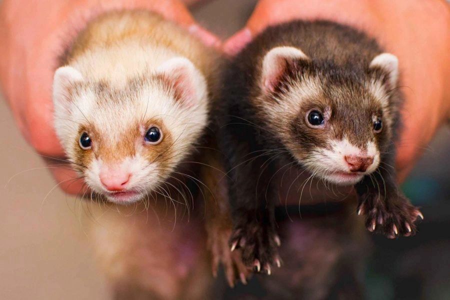FERRETS