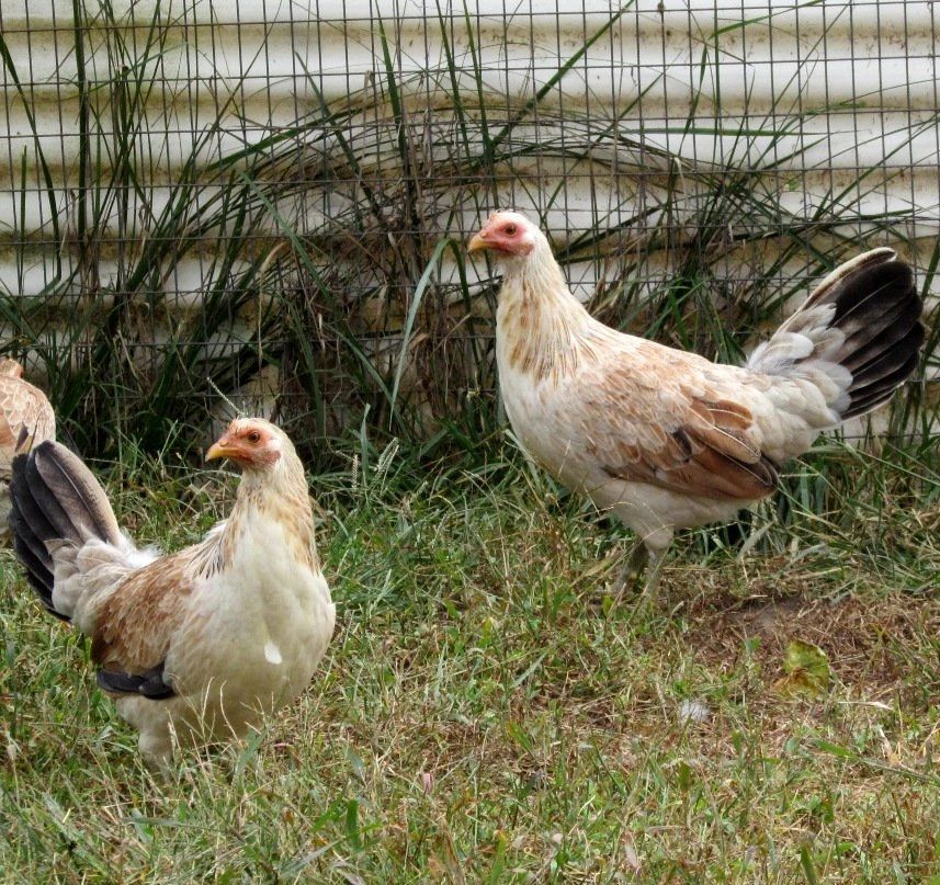 Golden Grey Game Hen